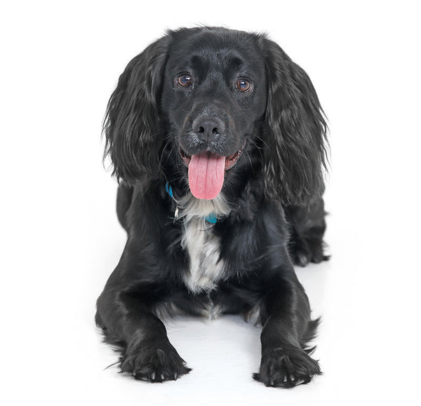 Essential Dog Groomers Bundle – Bugalugs Pet Care